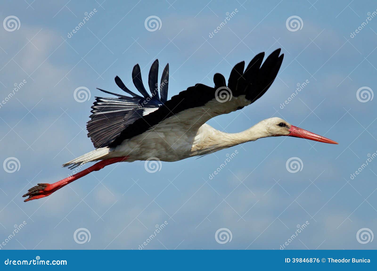Fliyng-Storch stockfoto. Bild von eier, wasser, fliege - 39846876