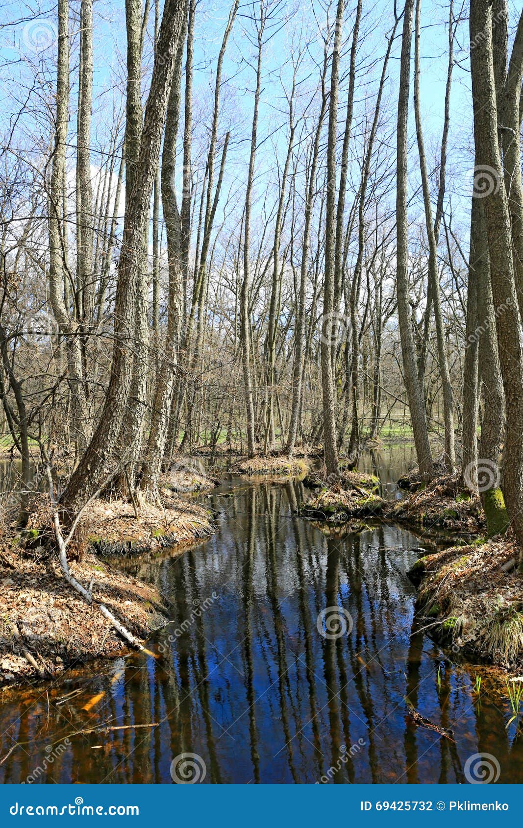 Fllooded Trees on Swamp in Forest Stock Photo - Image of scene, nature ...
