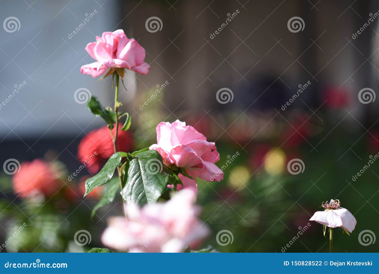 Fllower 1 stock photo. Image of adorable, fllower, outdoor - 150828522
