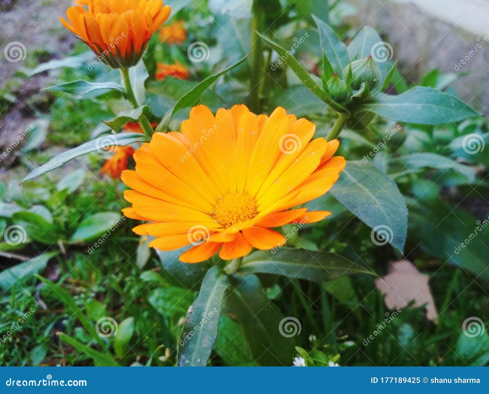 A flo a flower stock image. Image of good, greenry, flower - 177189425