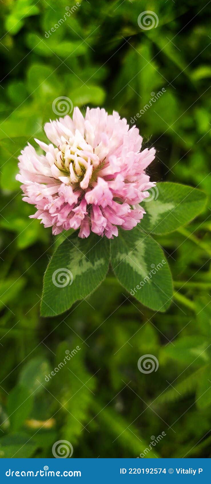 Flower Pink Kashka Stock Photos - Free & Royalty-Free Stock Photos from ...