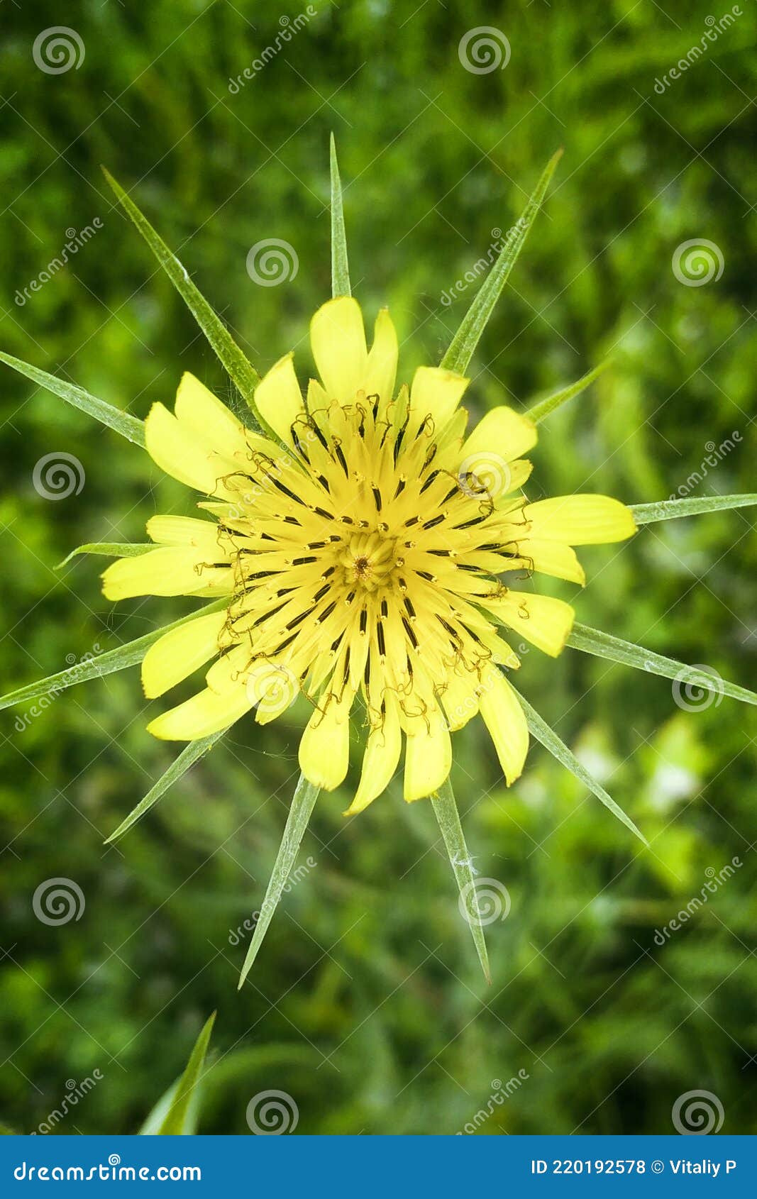 Flo flower yelow grin stock photo. Image of wildflower - 220192578