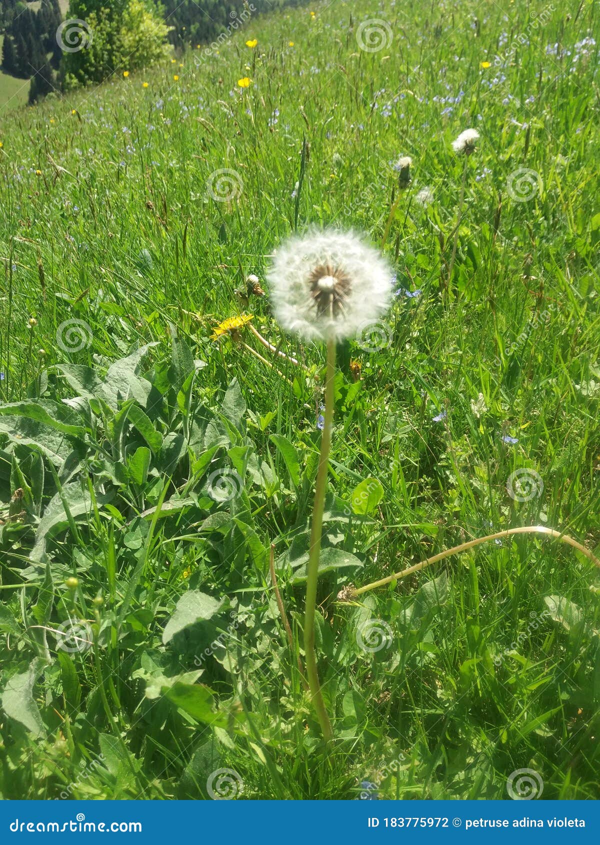 Floare de papadie stock photo. Image of garden, nature - 183775972