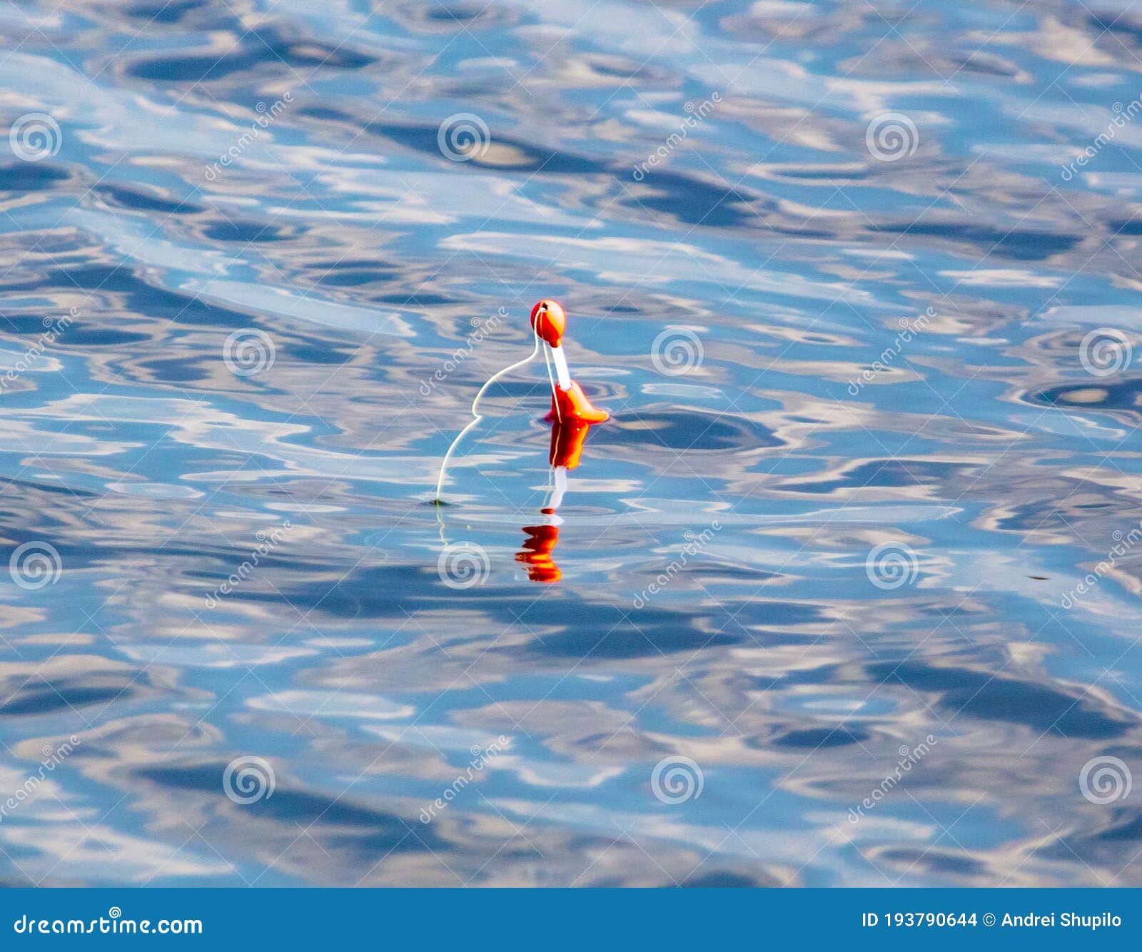 Float on the Surface of the Water Stock Photo - Image of animal ...
