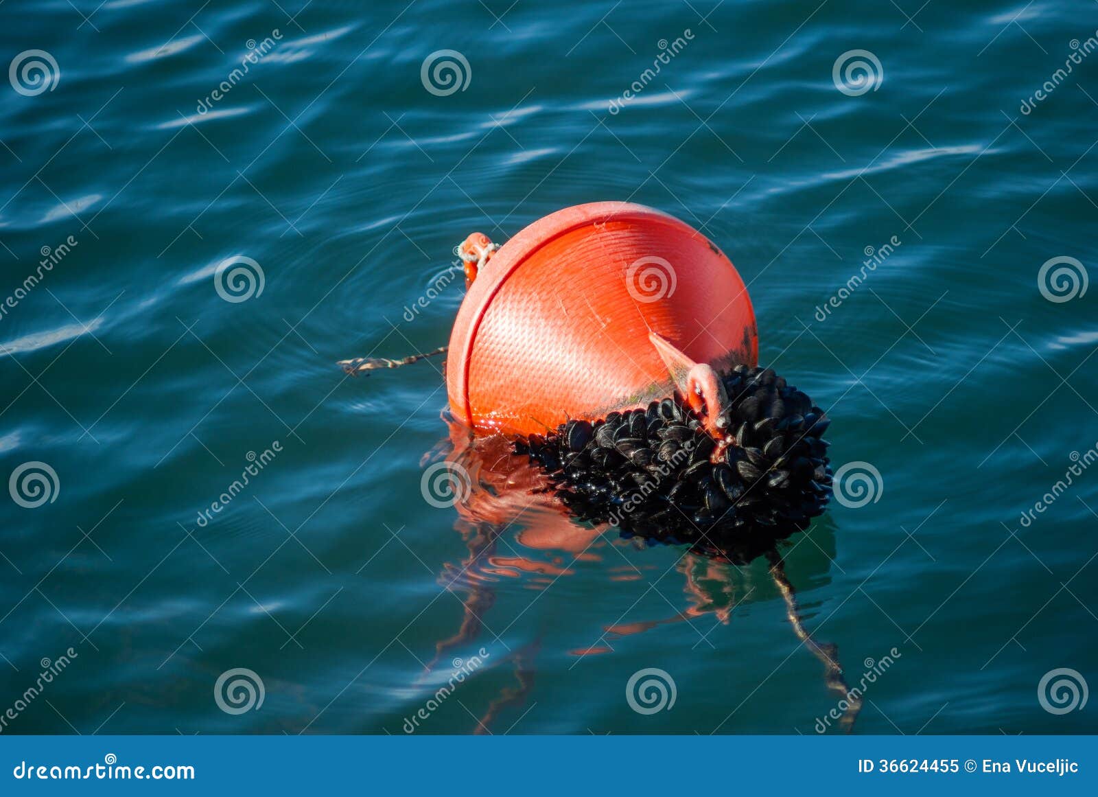 Float stock image. Image of vacation, water, wave, nature - 36624455