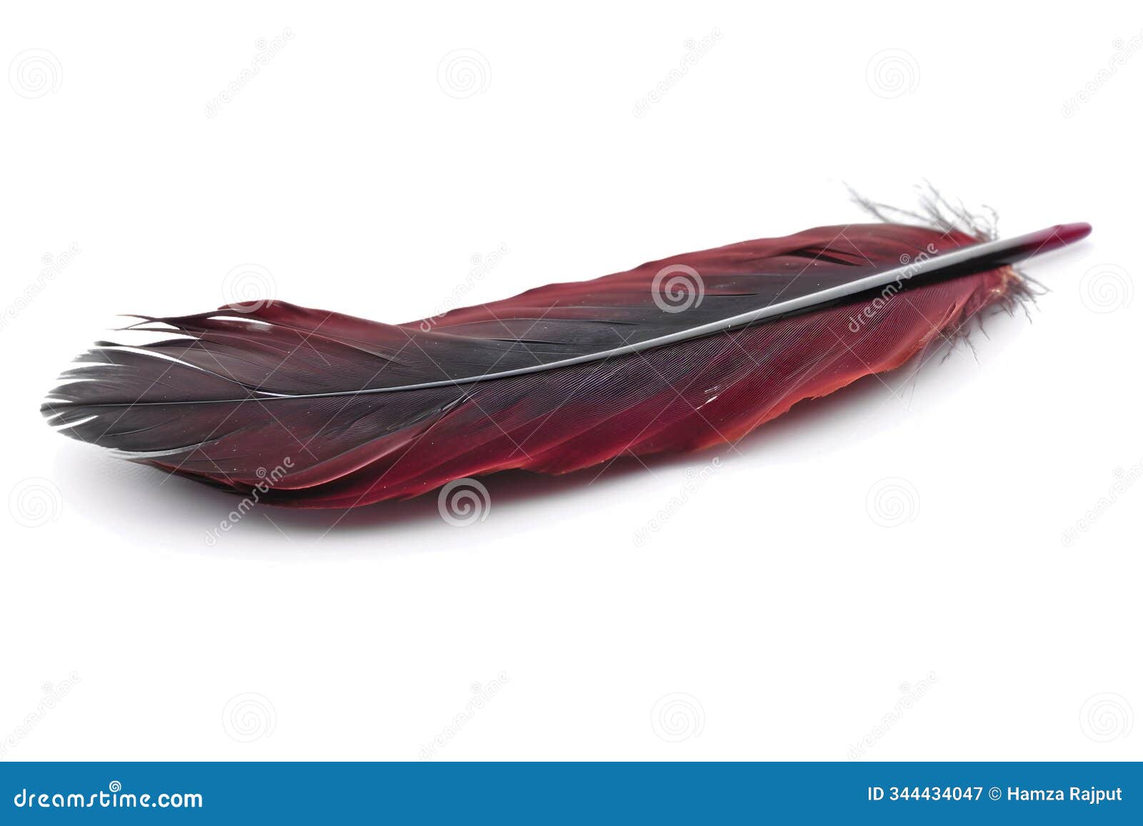 Floated Quill Pen, Feather Clipart. Set Of Colorful Feathers Clipart ...