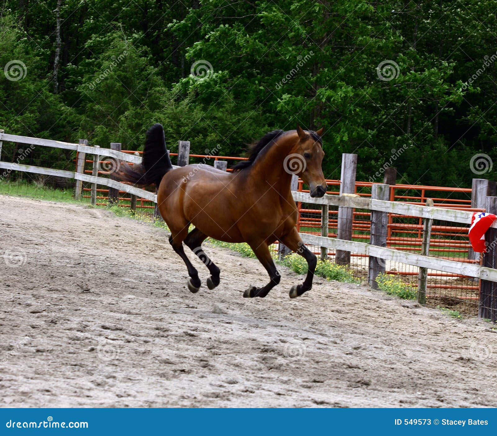 Floating stock image. Image of horse, trot, stallion, arabian - 549573