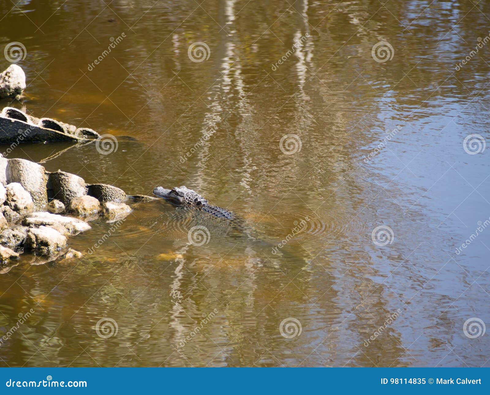 Floating Alligator stock image. Image of rocks, stone - 98114835