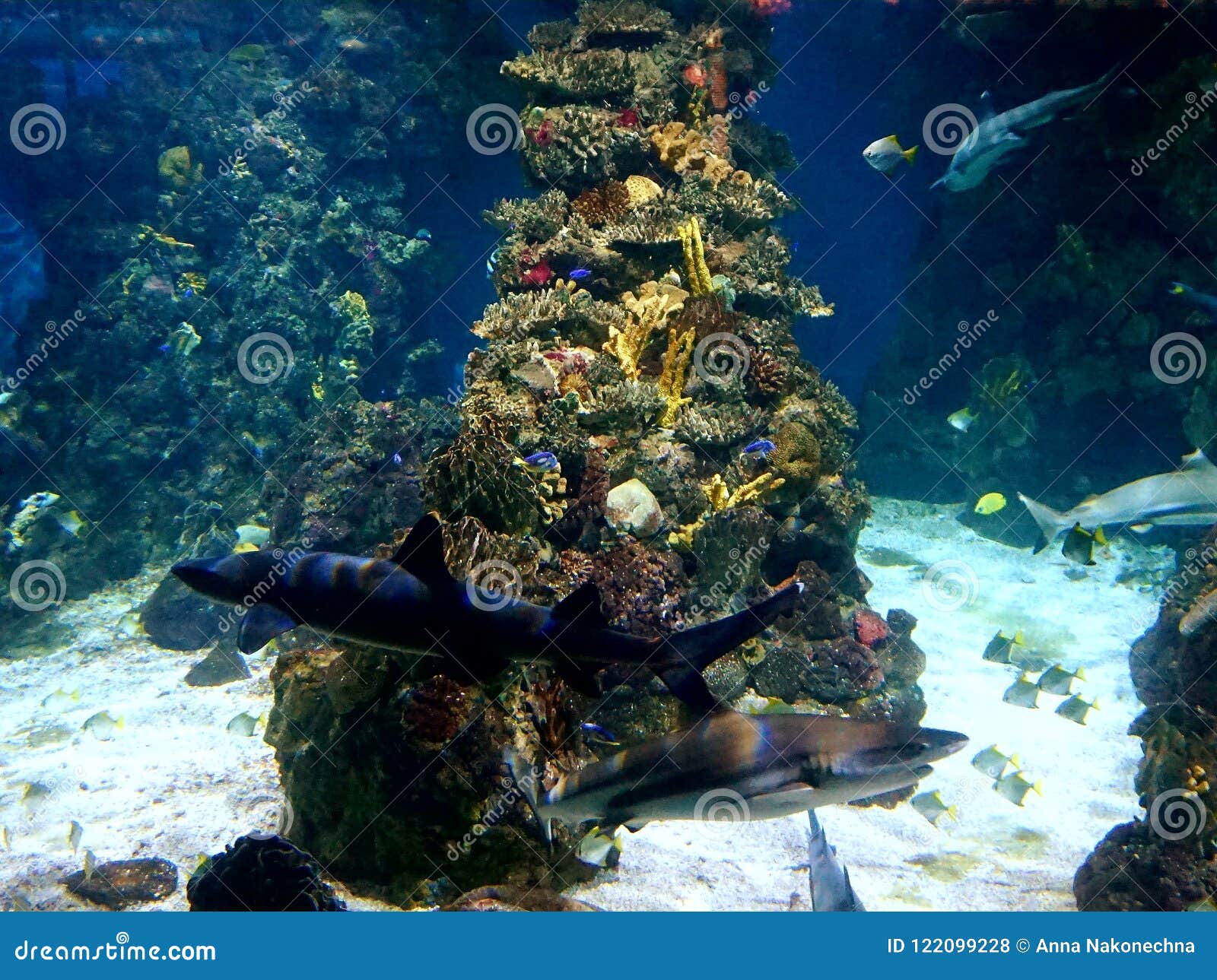 Floating in an Aquarium between Algae and Coral Exotic Fish Stock Photo ...