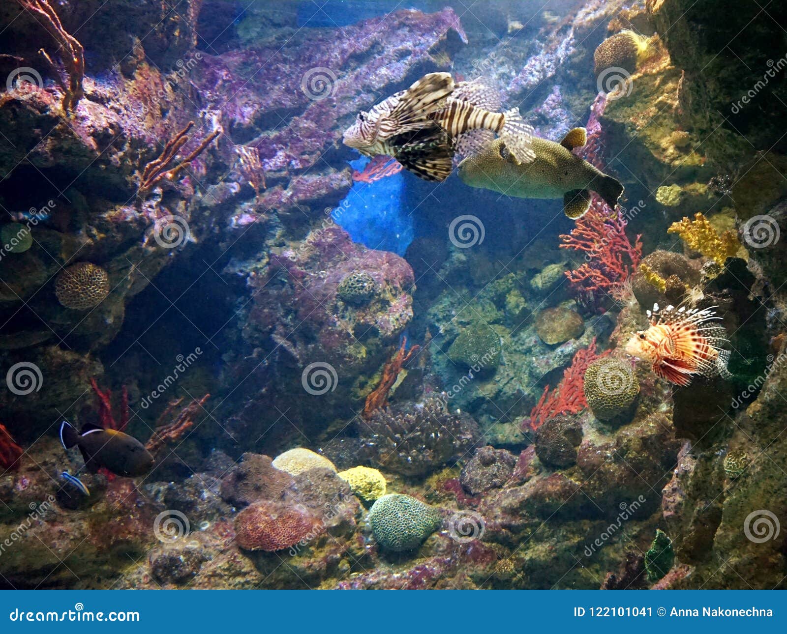 Floating in an Aquarium between Algae and Coral Exotic Fish Stock Image ...