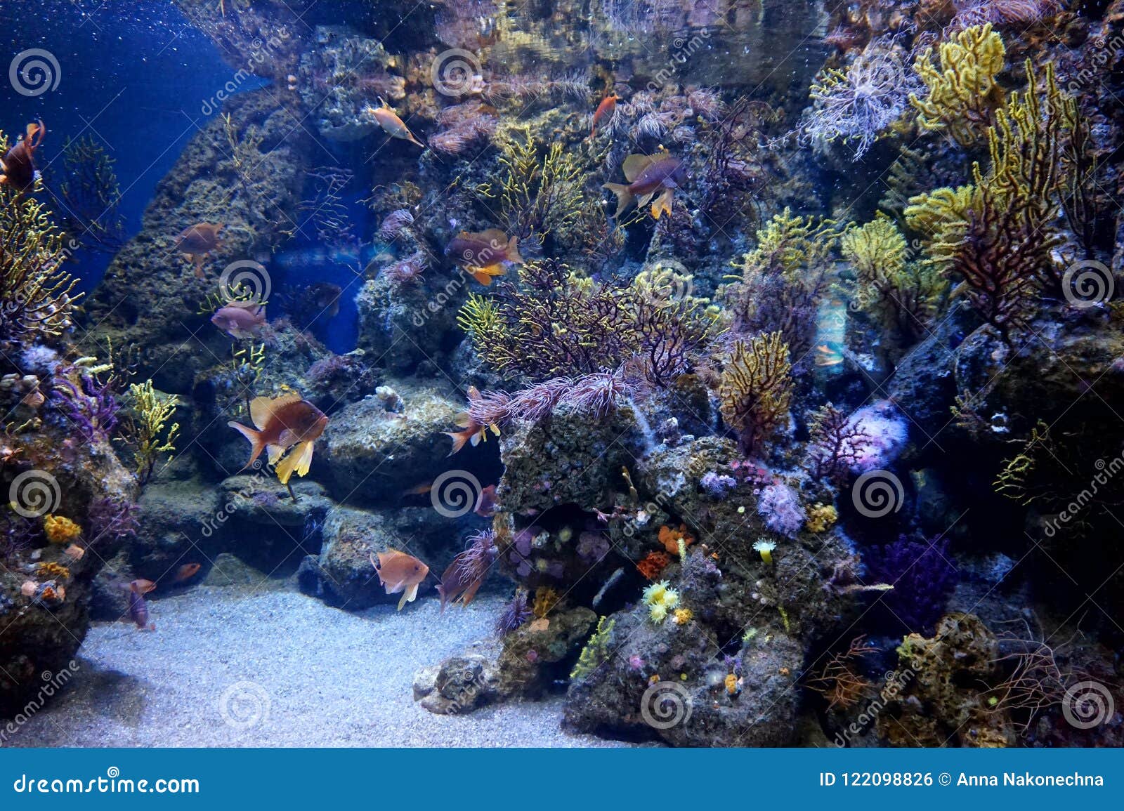 Floating in an Aquarium between Algae and Coral Exotic Fish Stock Photo ...