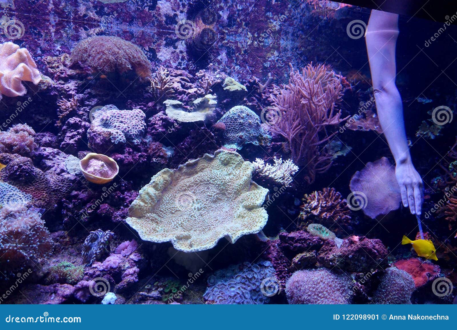 Floating in an Aquarium between Algae and Coral Exotic Fish Stock Image ...