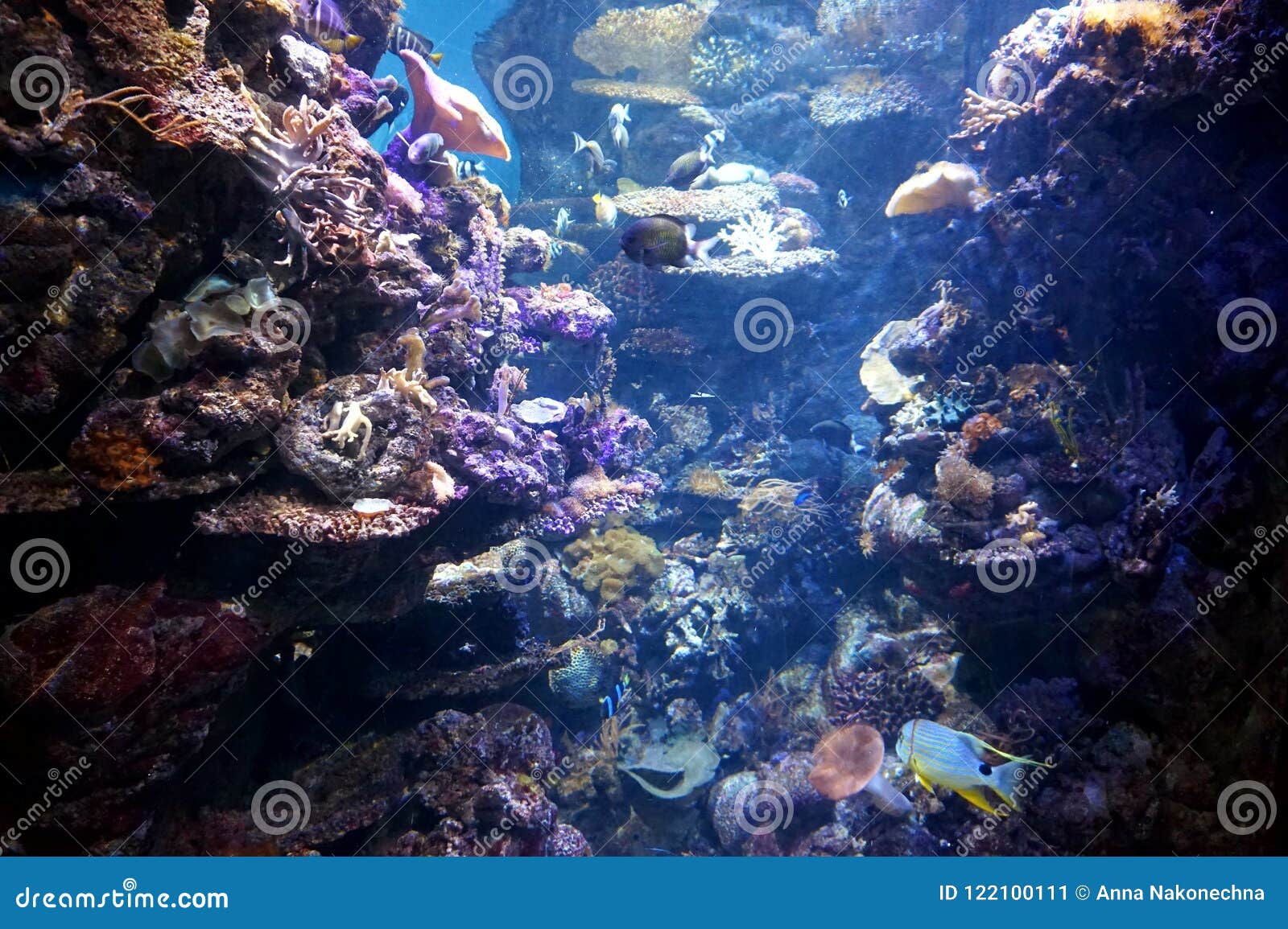Floating in an Aquarium between Algae and Coral Exotic Fish Stock Image ...
