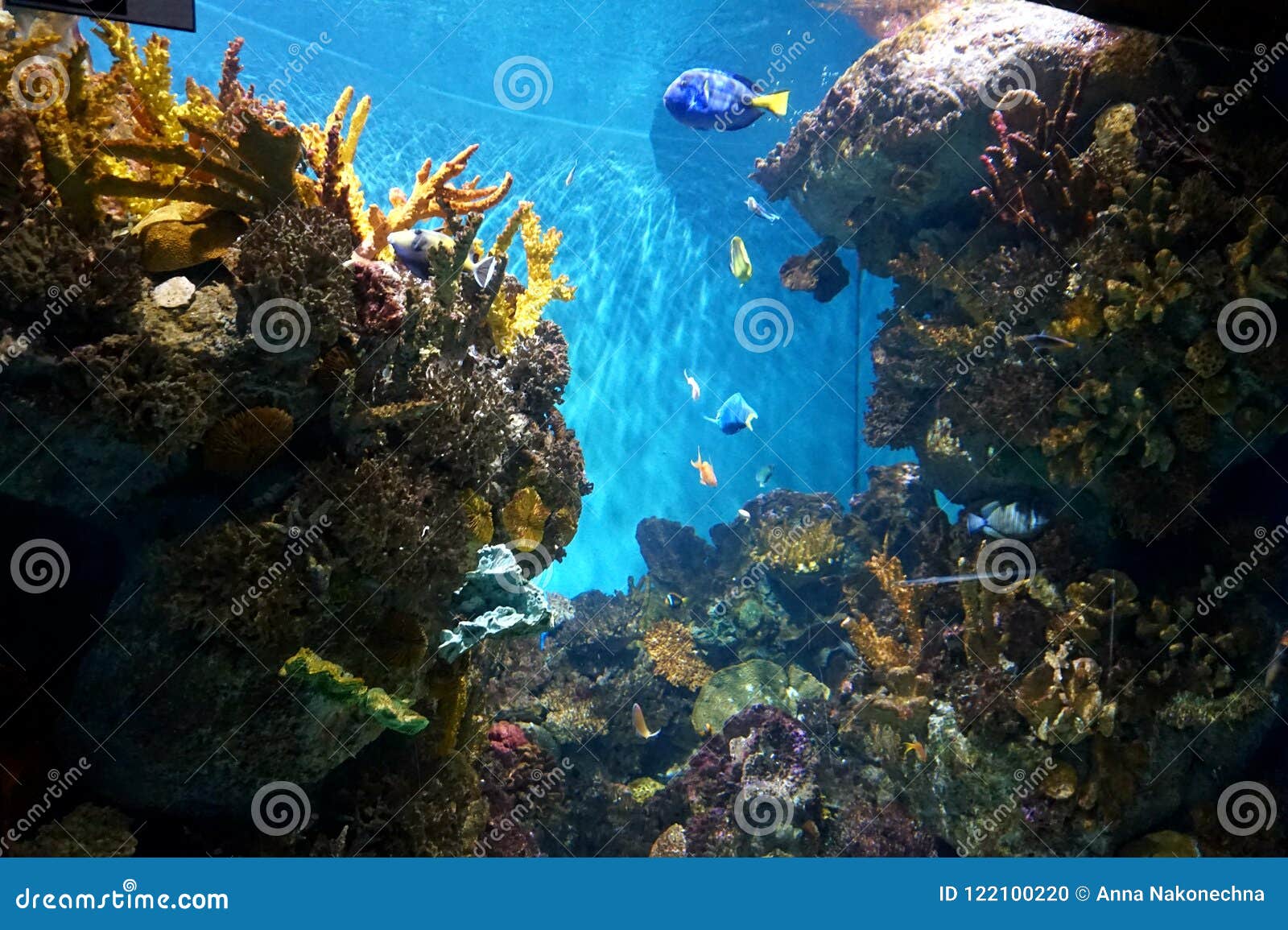 Floating in an Aquarium between Algae and Coral Exotic Fish Stock Photo ...