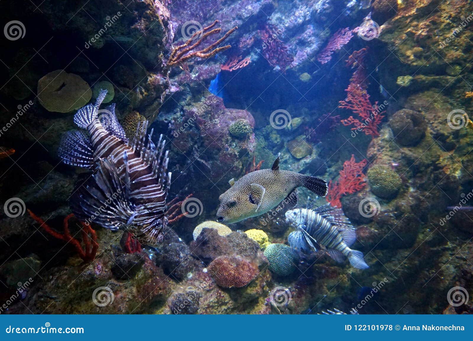 Floating in an Aquarium between Algae and Coral Exotic Fish Stock Photo ...