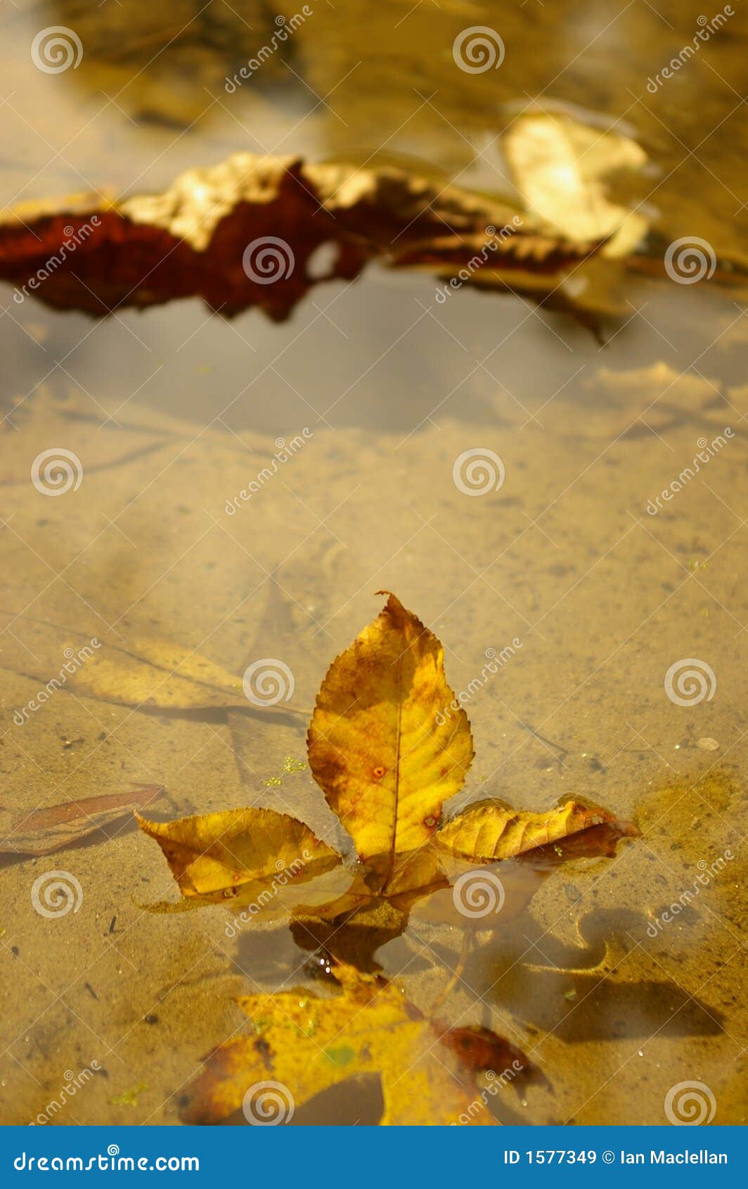 Floating Autumn Leaf stock image. Image of bright, vertical - 1577349
