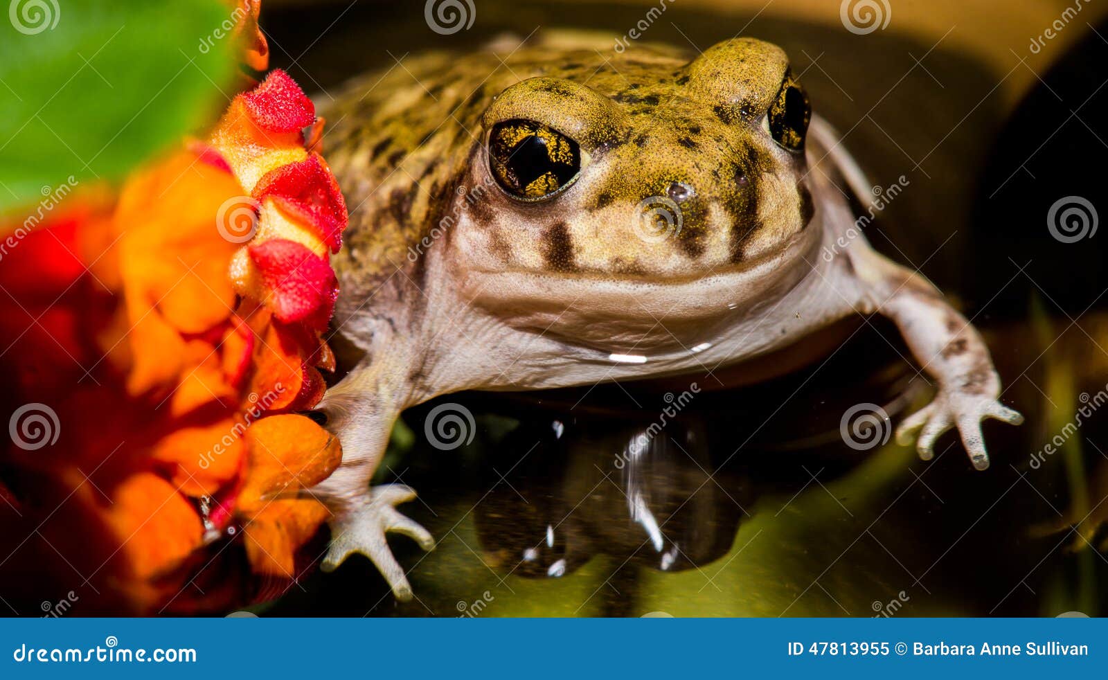 Floating Backyard Toad stock image. Image of animal, attentive - 47813955