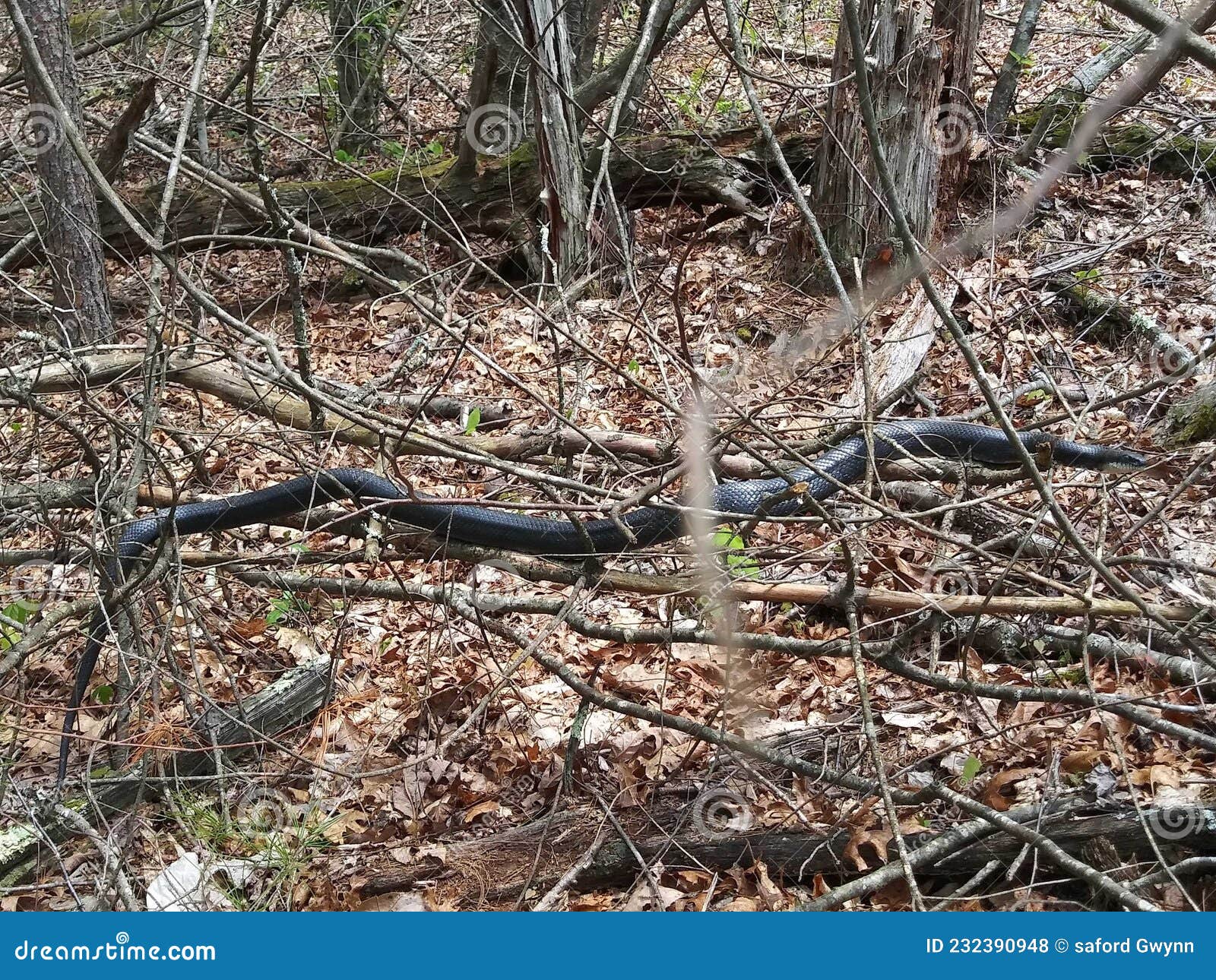 Floating black snake stock photo. Image of woodland - 232390948