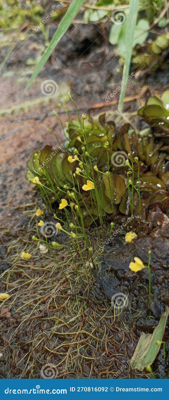 Floating Bladderwort with Yellow Flowers from Bush Vegetation Stock ...