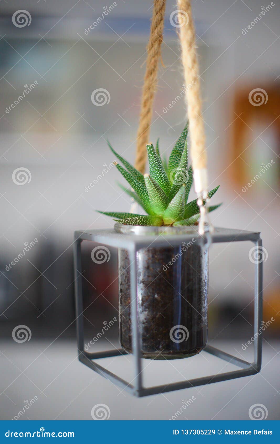 Floating cactus stock image. Image of growth, girl, floating - 137305229