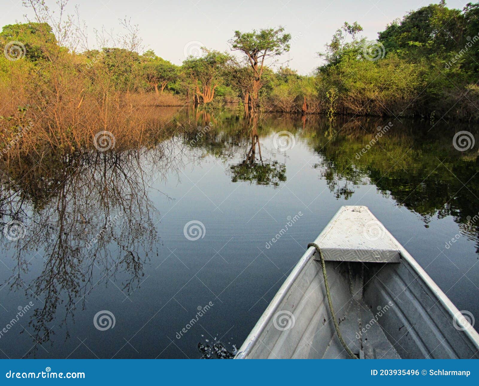 Floating Calm on the Amazon River Stock Photo - Image of nature ...