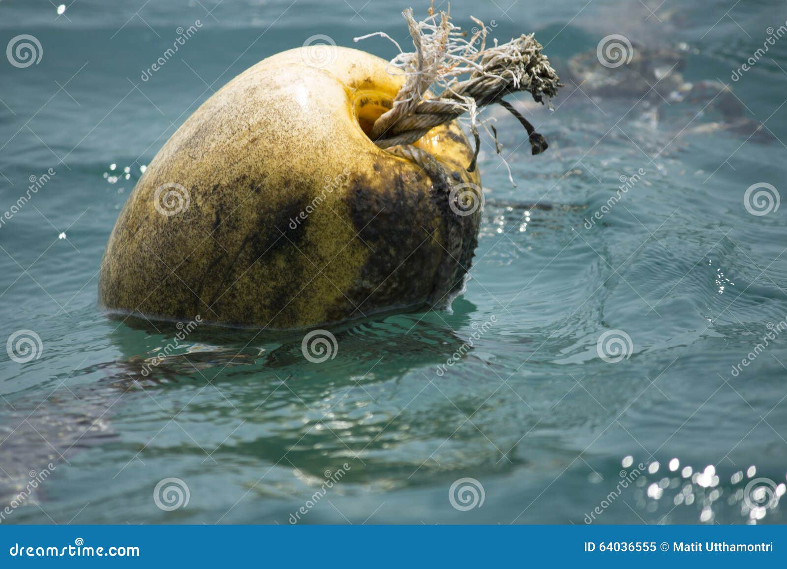 Floating Coconut stock image. Image of travel, water - 64036555
