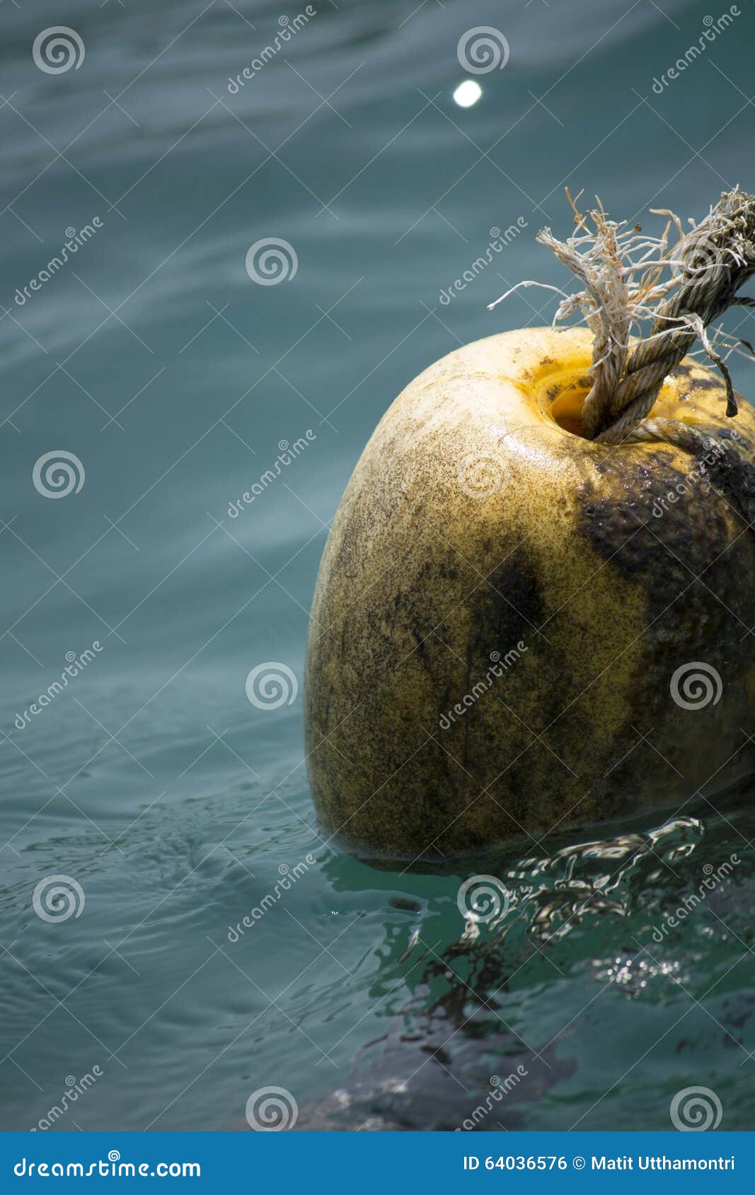 Floating Coconut stock photo. Image of water, landscapes - 64036576