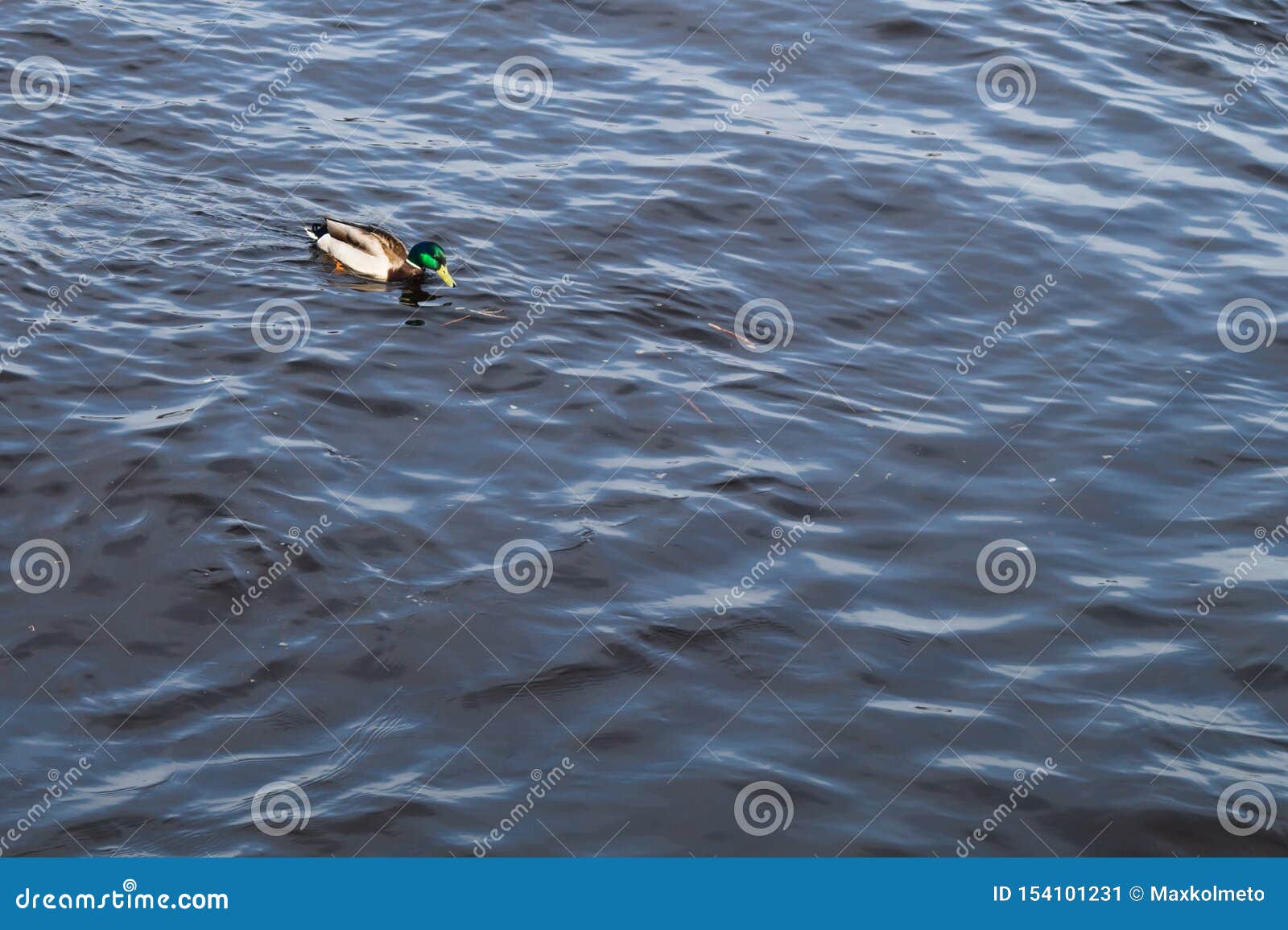 Floating Colorful Duck. Mallard in the Water Stock Image - Image of ...