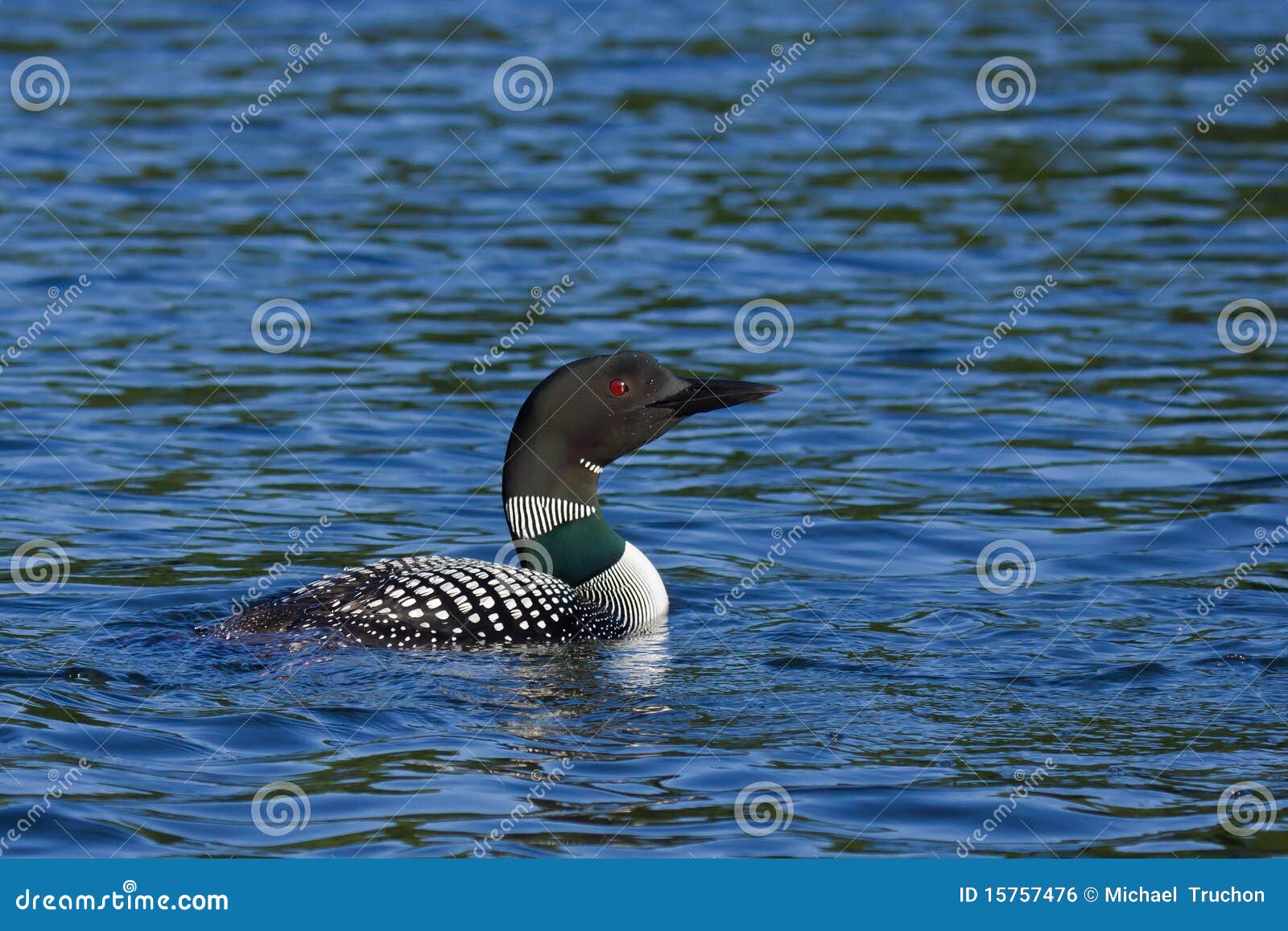 A floating common loon stock photo. Image of plumage - 15757476