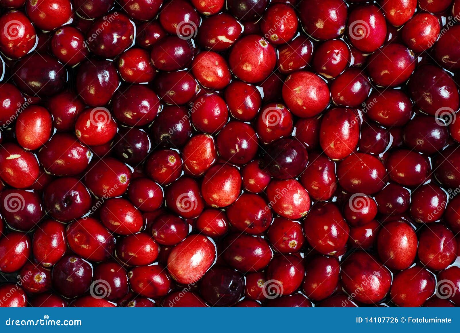 Floating Cranberries Picture. Image: 14107726