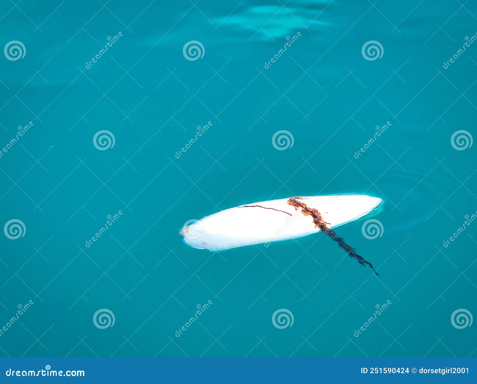 Floating Cuttlefish Bone With Trailing Seaweed Stock Photography ...