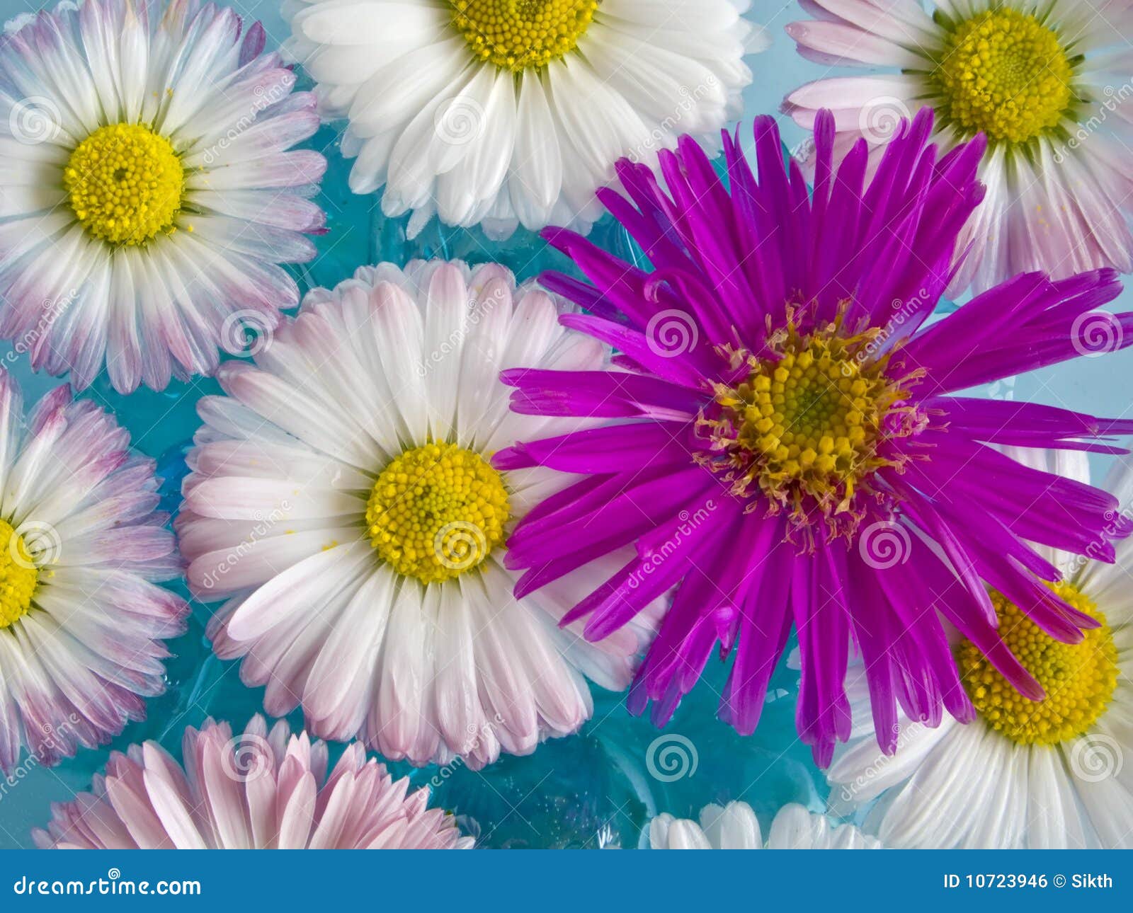 Floating Daisy Flowers stock photo. Image of inspire - 10723946