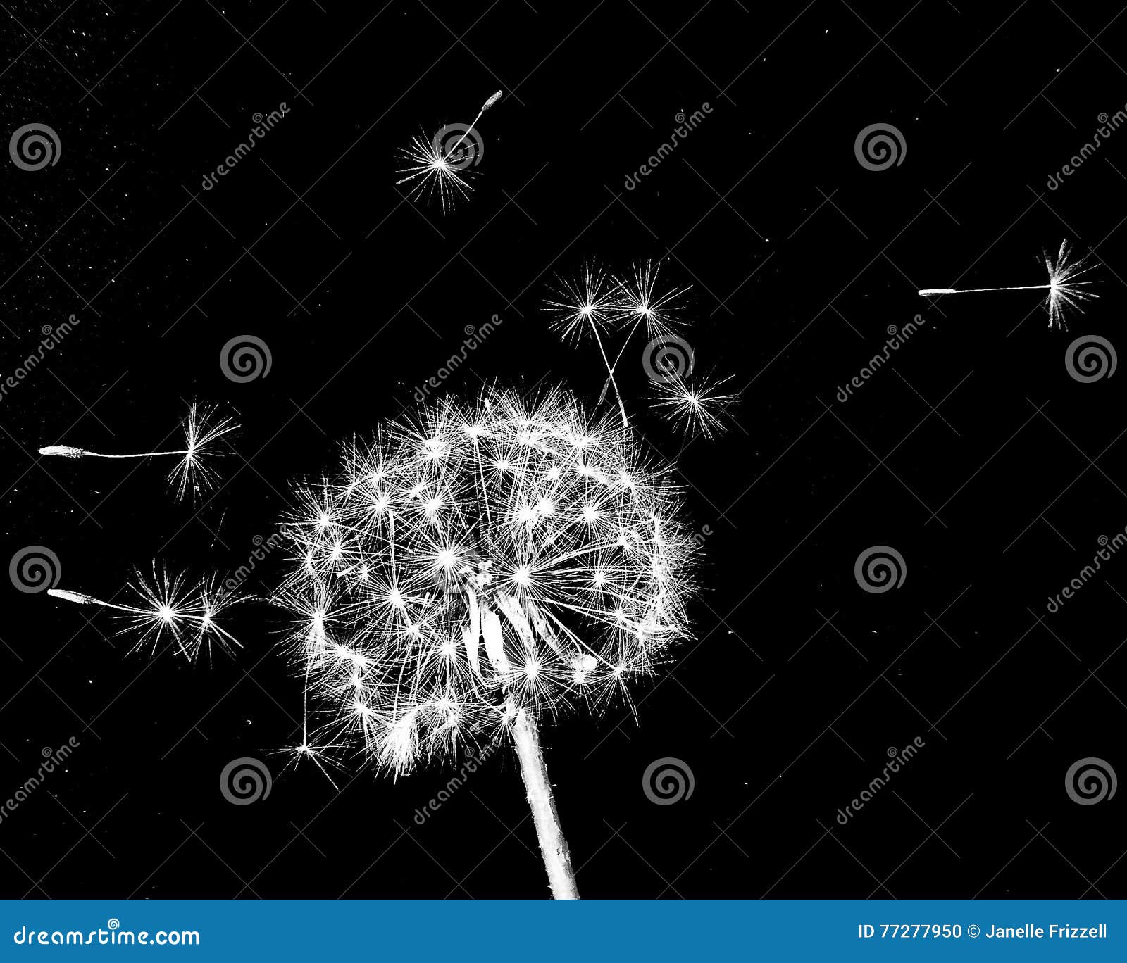 Floating Dandelion Seeds stock photo. Image of soft, white - 77277950