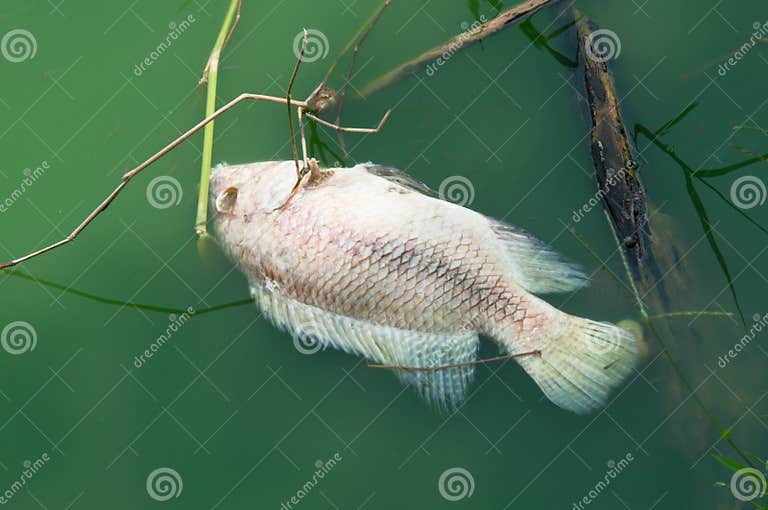 Floating Dead Fish stock image. Image of damage, green - 20559115