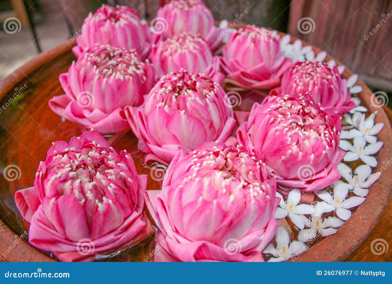 Floating Decorative Lotus Flowers Stock Image - Image of flora, asia ...