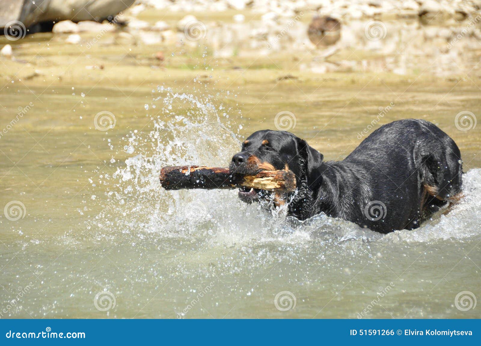 Floating dog with a stick stock photo. Image of outdoor - 51591266