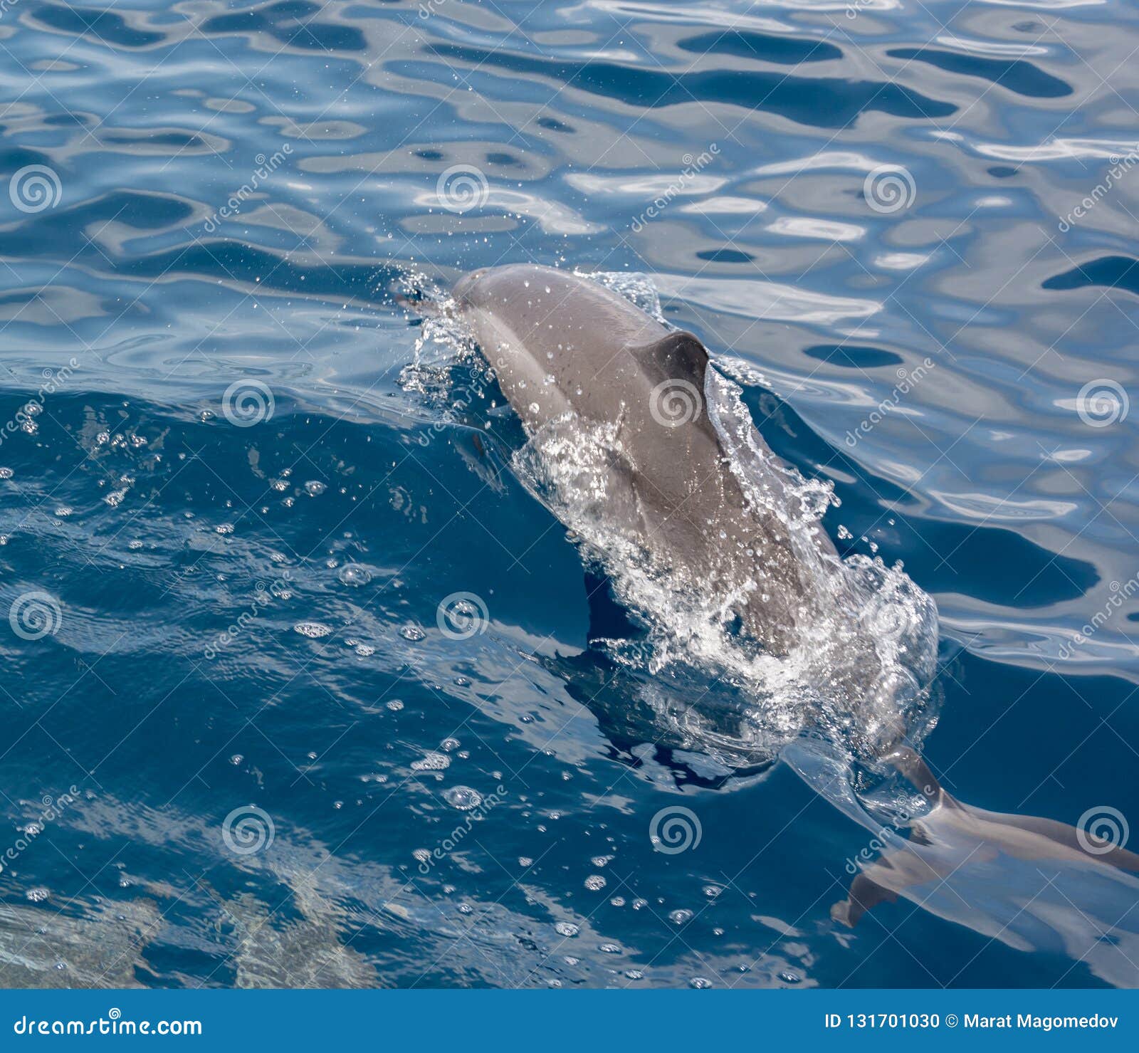 Floating Dolphin and ocean stock photo. Image of freedom - 131701030