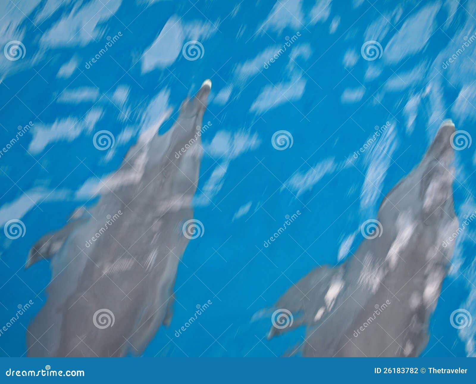 Floating dolphins stock photo. Image of dolphin, blue - 26183782