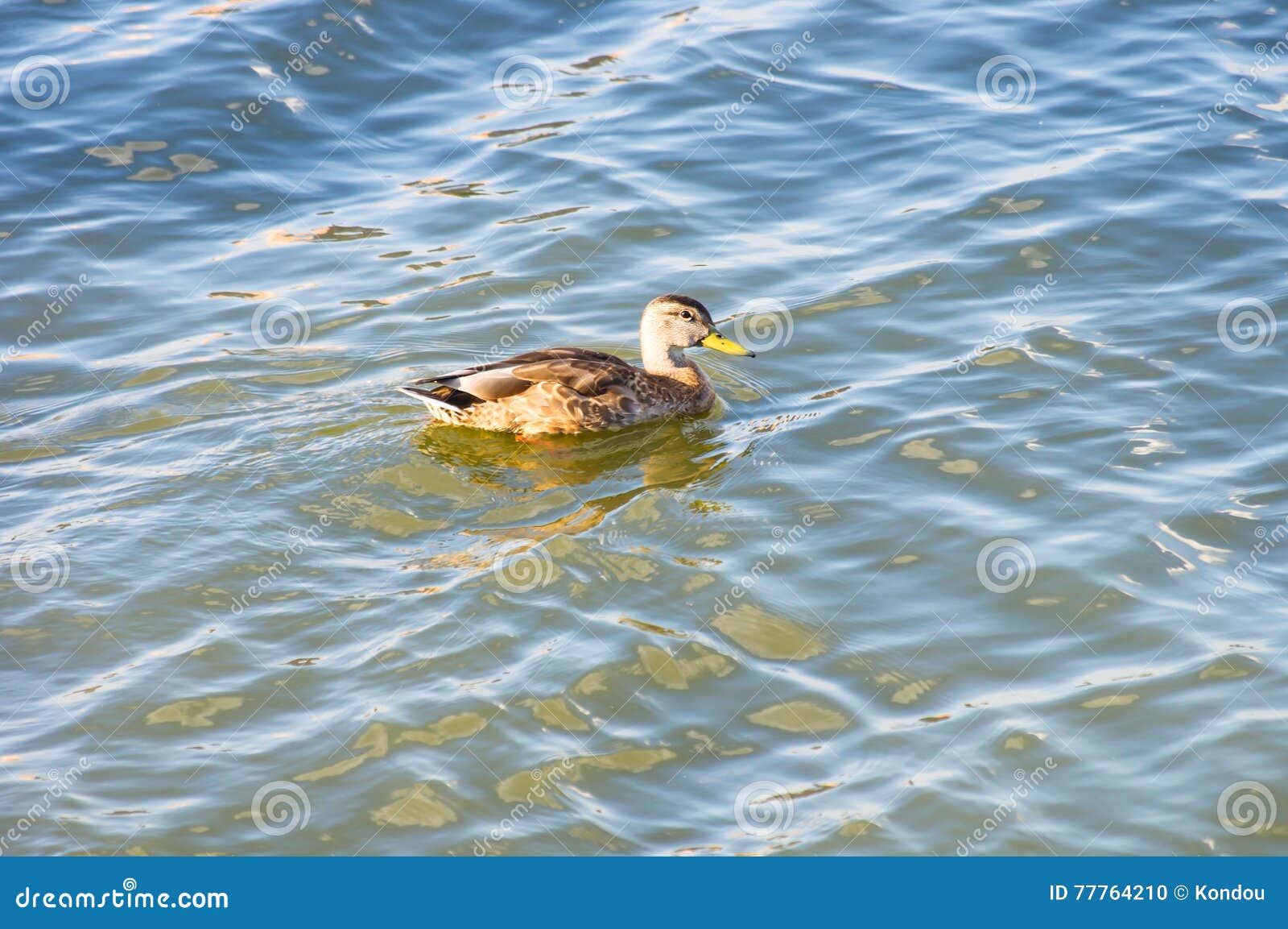 Floating Down the Duck River Stock Photo - Image of motion, green: 77764210