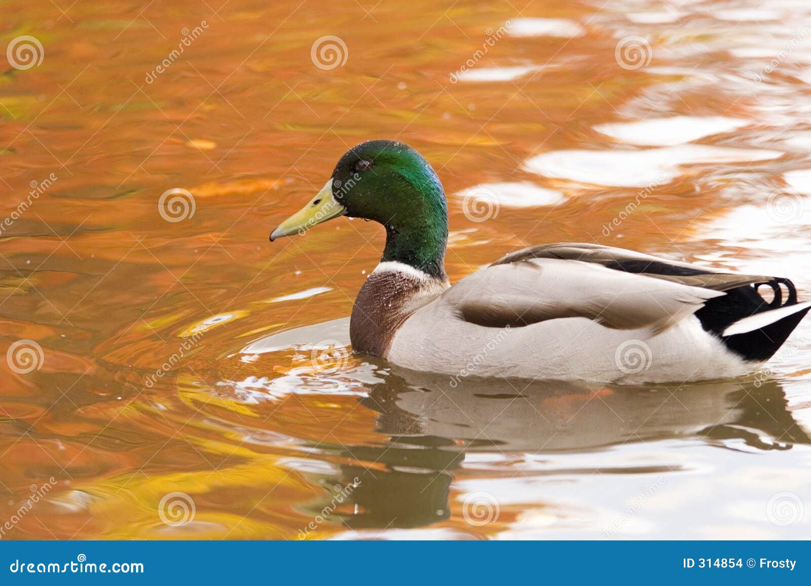 Floating Drake Picture. Image: 314854