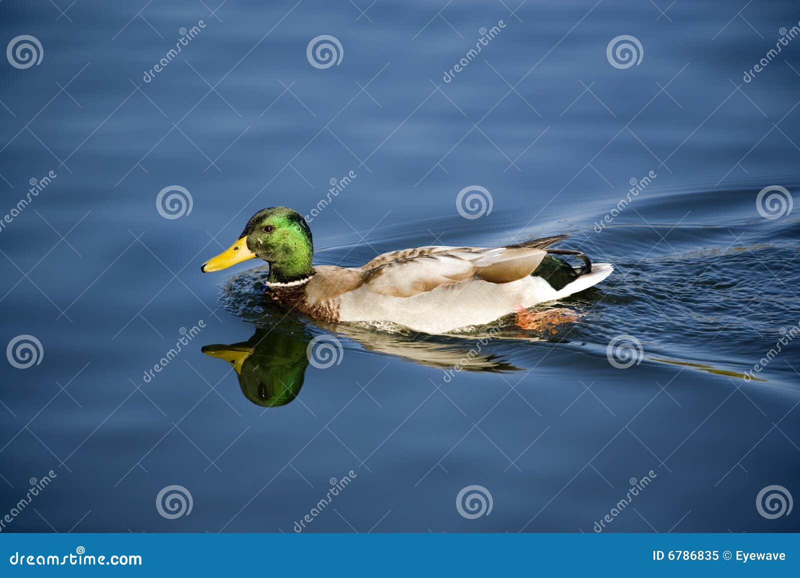 Floating duck stock image. Image of duck, reflection, water - 6786835
