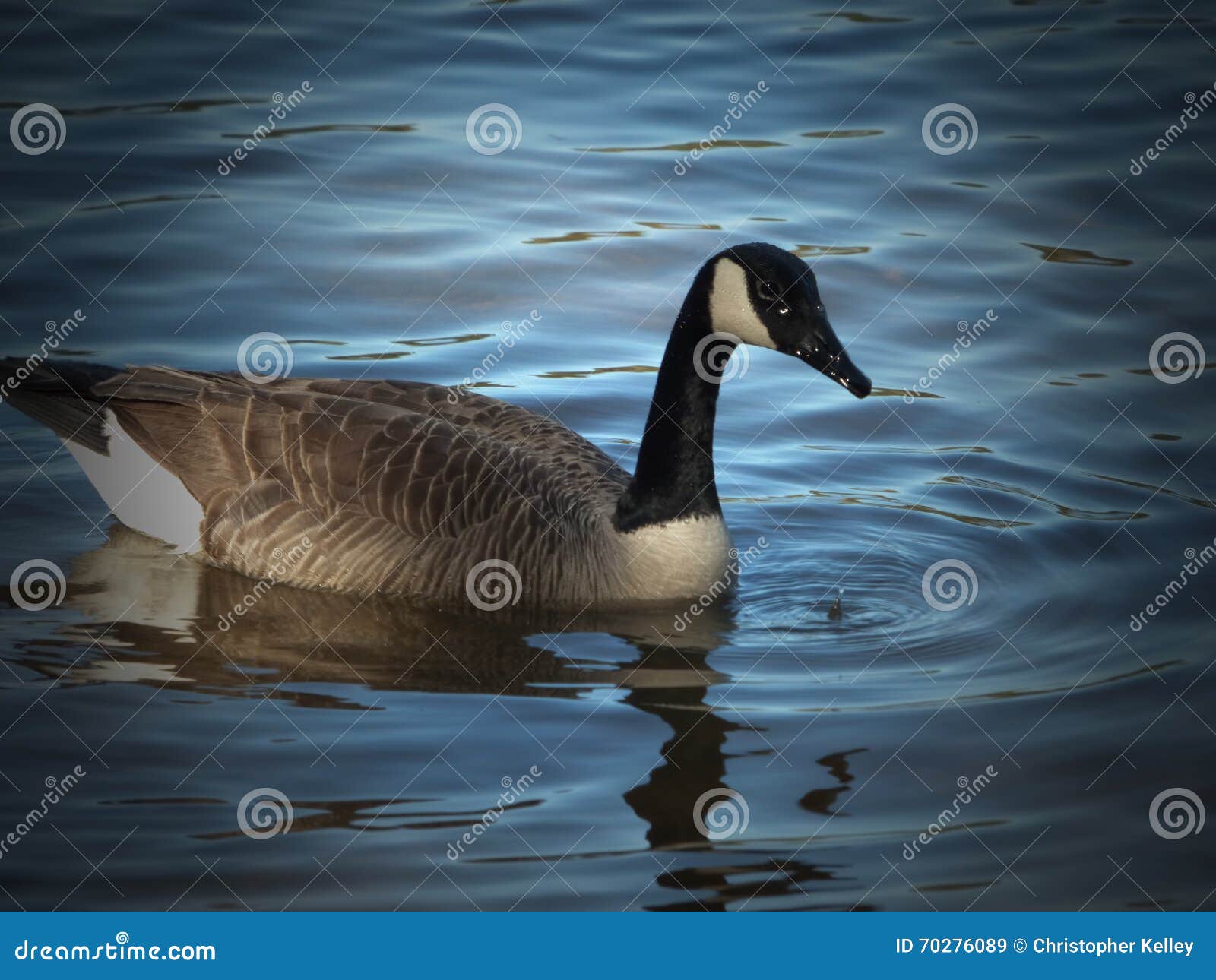Floating Duck stock image. Image of beautiful, canadian - 70276089