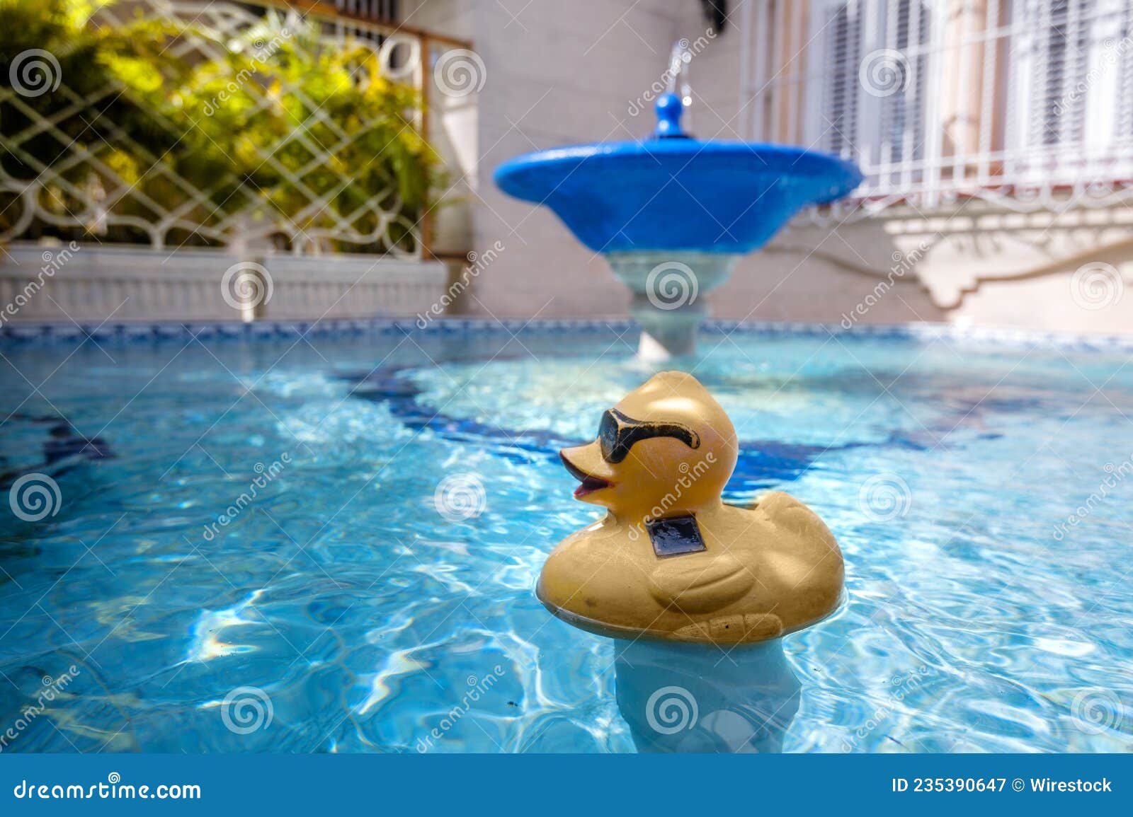Floating duck on blue pool stock image. Image of entertaiment - 235390647