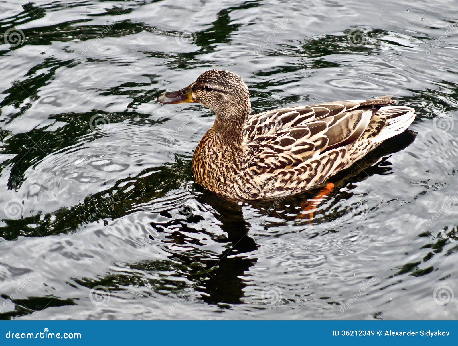 Floating duck. stock image. Image of mallard, lake, feather - 36212349