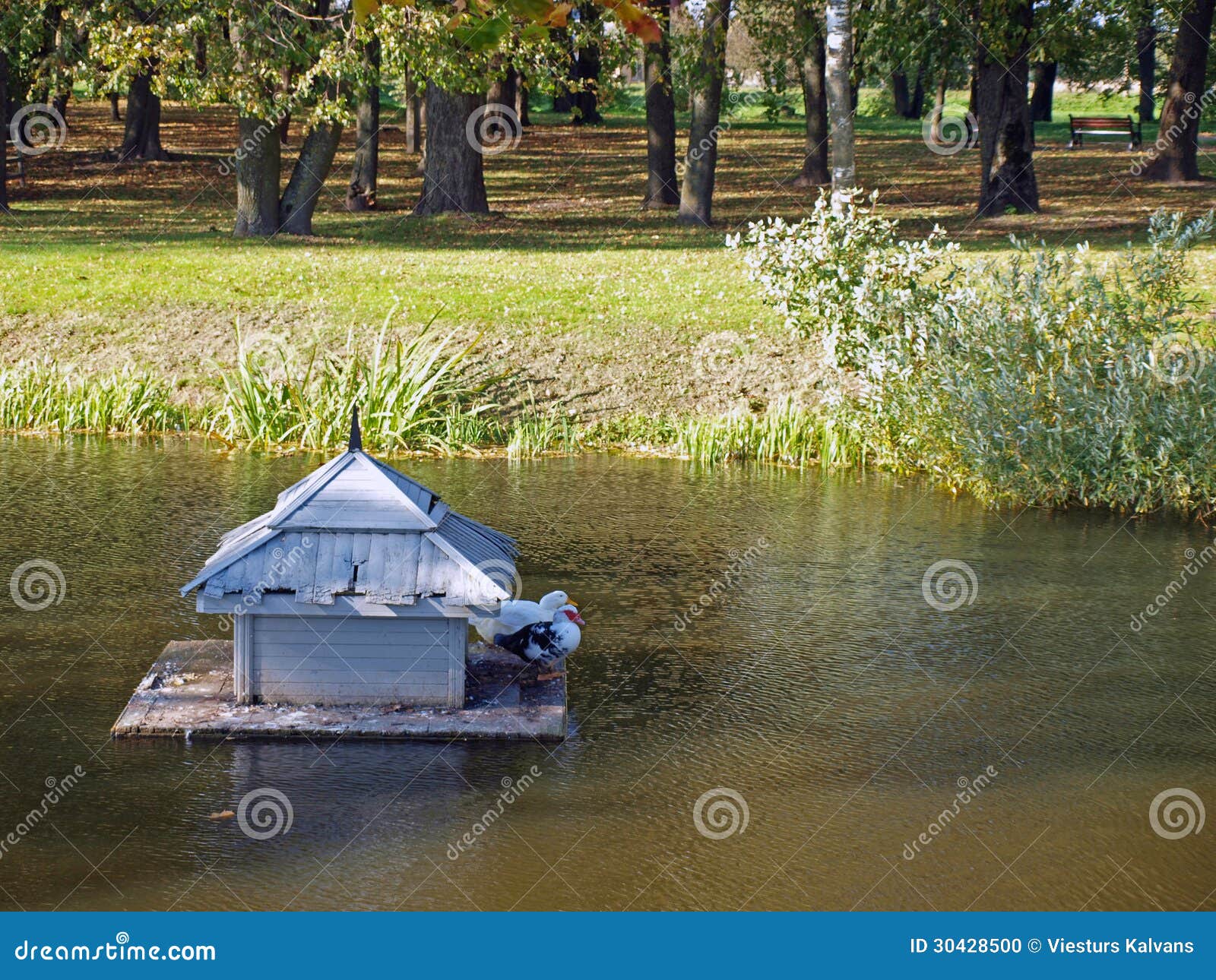 Floating duck house stock photo. Image of buoyant, birds - 30428500