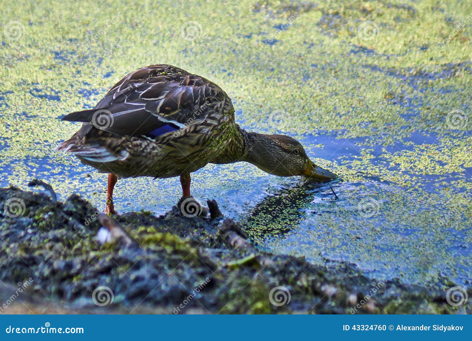 Floating Duck on the Surface of the Pond. Stock Photo - Image of bird ...