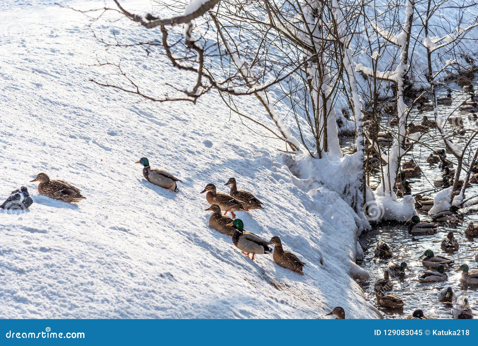 Floating Ducks in a Frozen Pond in Winter Stock Image - Image of ...