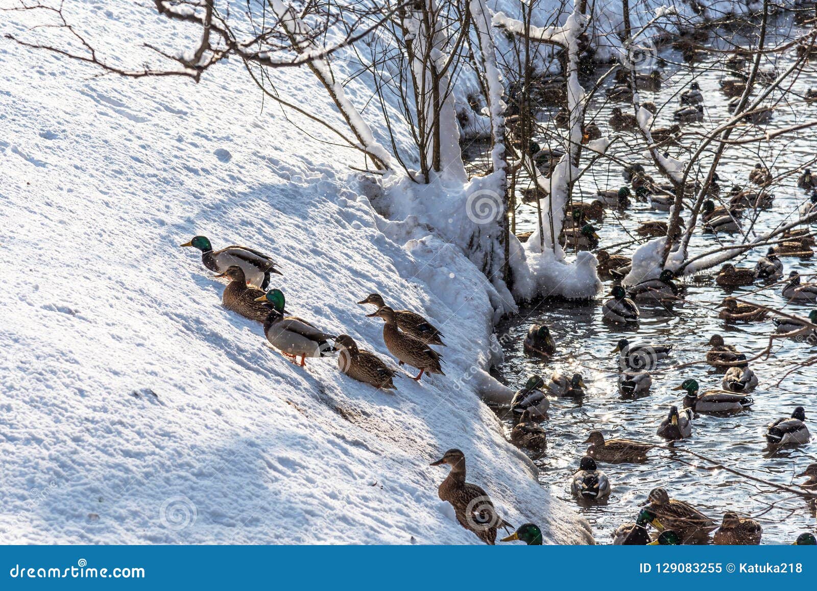 Floating Ducks in a Frozen Pond in Winter Stock Image - Image of ...