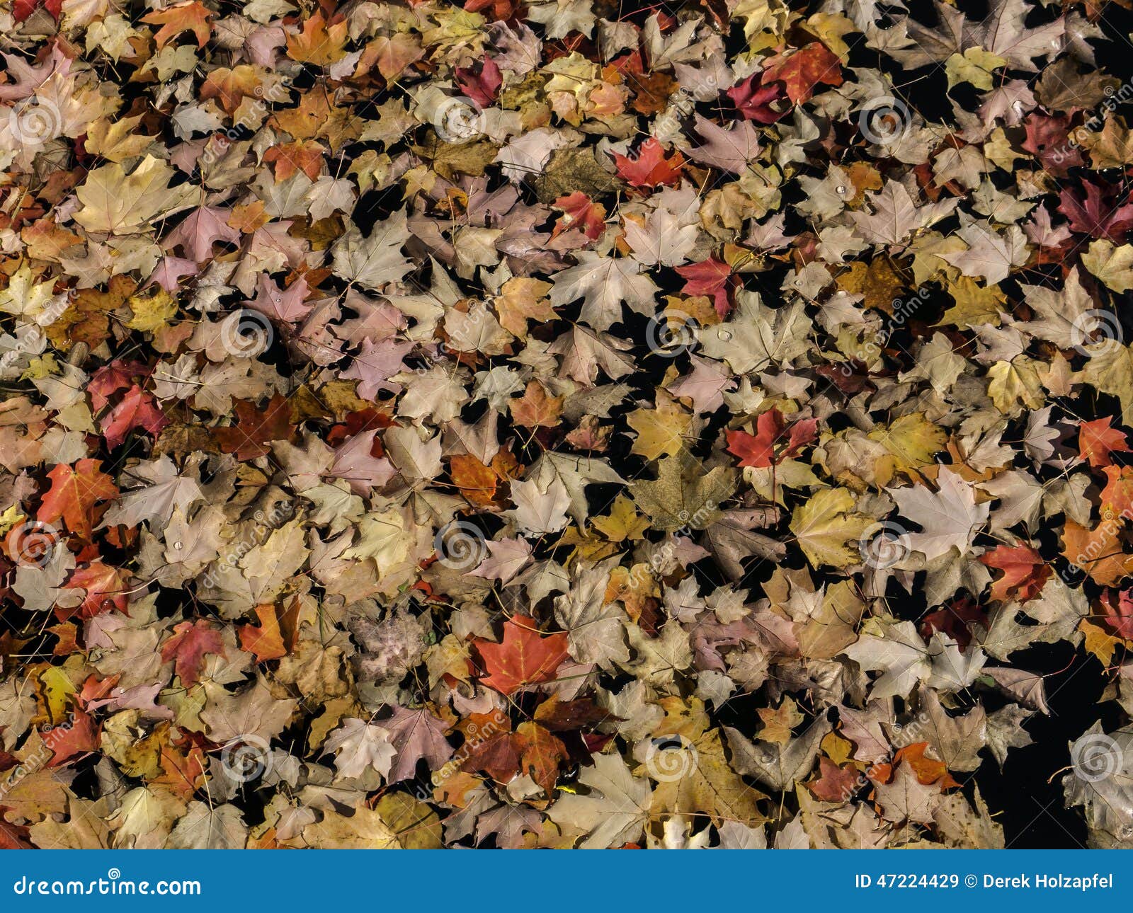 Floating Fall Colors stock image. Image of season, maple - 47224429