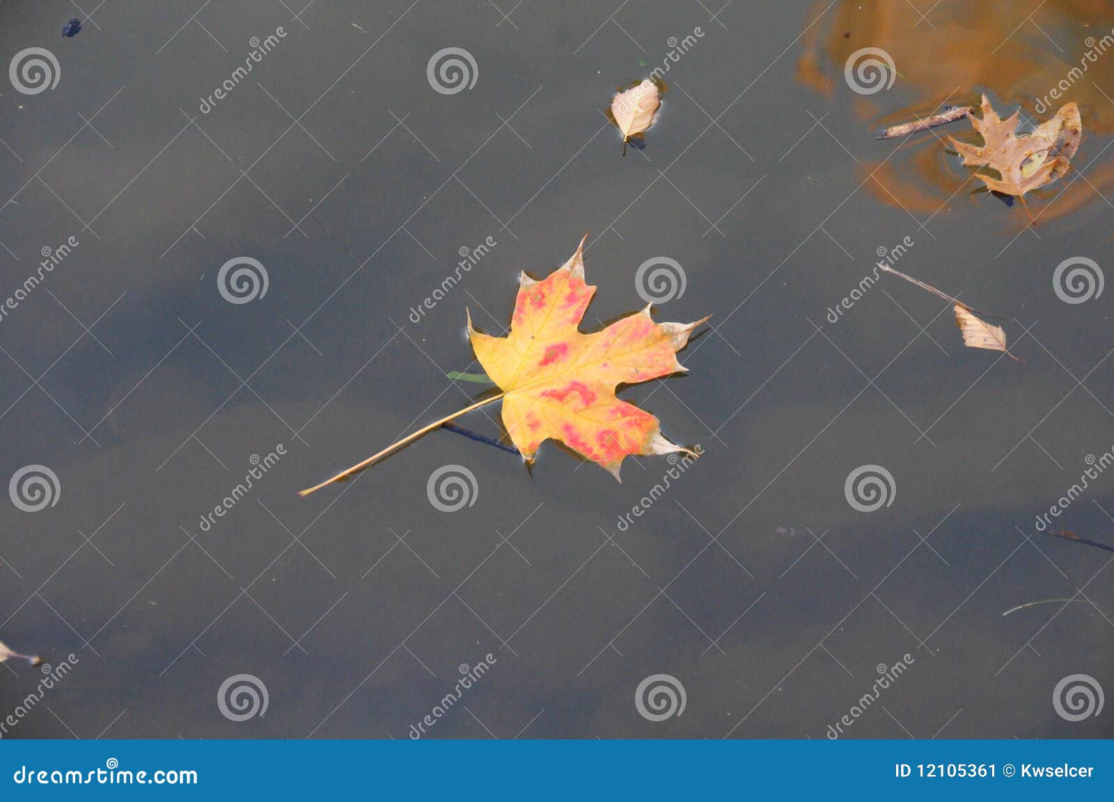 Floating Fall Foliage stock image. Image of maple, leaves - 12105361